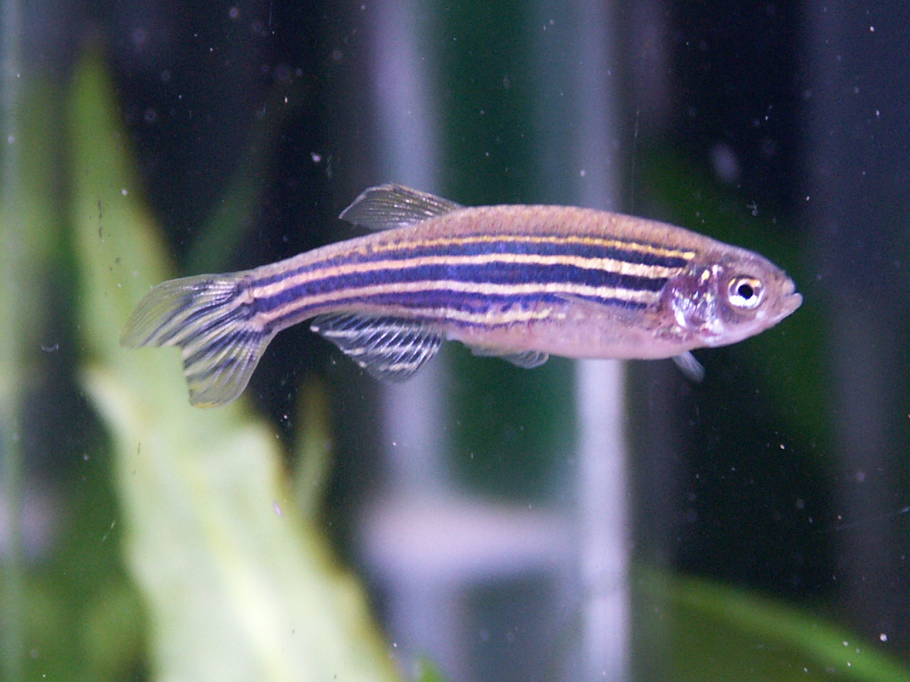 Zebrabärbling , Brachydanio rerio | Barben/Bärblinge | Fische ...