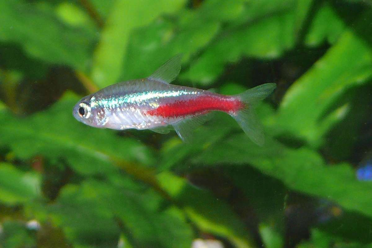 Neonsalmler - Paracheidon innesi | Salmler | Fische | Süßwasser | Tiere ...