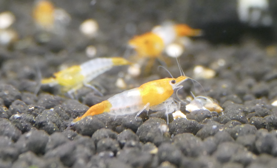Orange Rili Zwerggarnele - Neocaridina davidi | Garnelen | Süßwasser ...